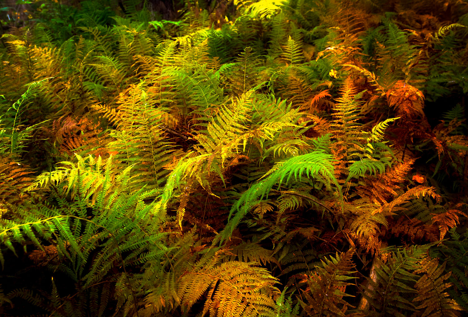 Ferns - Professional Photographer in Cleveland