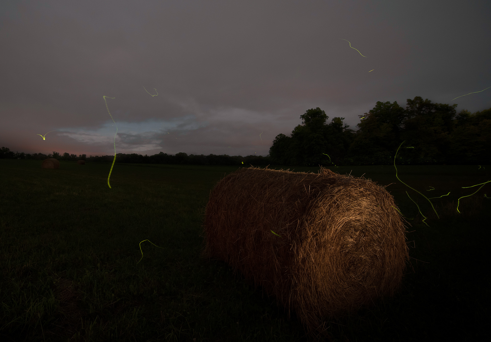 Watching fireflies, deep in the heart of the Allegheny forest ...